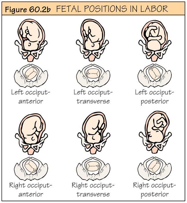 Norwitz: Obstetrics and Gynaecology at a Glance