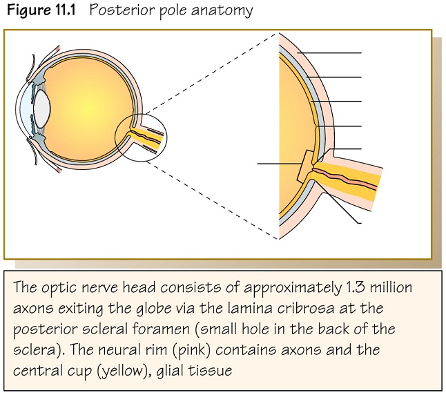 Olver: Ophthalmology at a Glance
