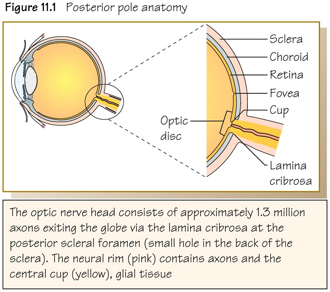 Olver: Ophthalmology at a Glance