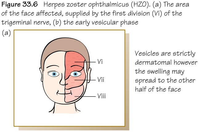 Dermatomes Face