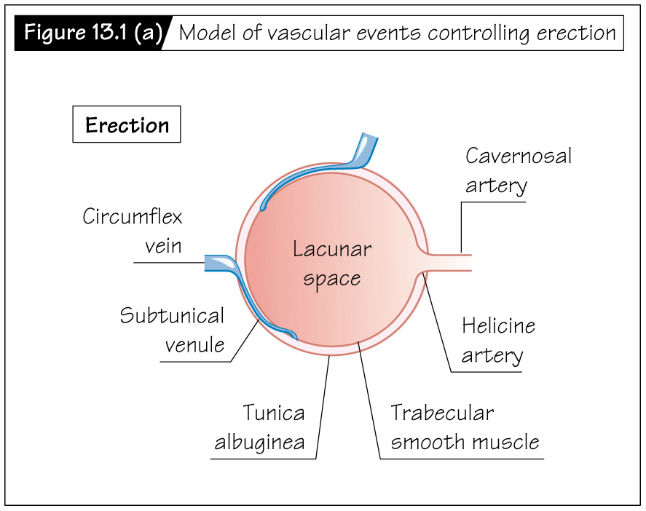 Heffner: The Reproductive System at a Glance (4/e)