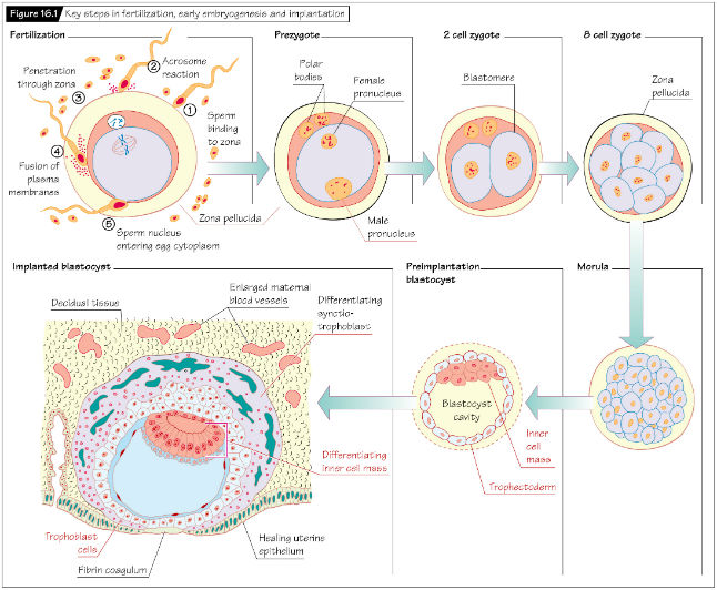 Heffner: The Reproductive System at a Glance (4/e)
