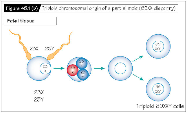 Heffner: The Reproductive System at a Glance (4/e)